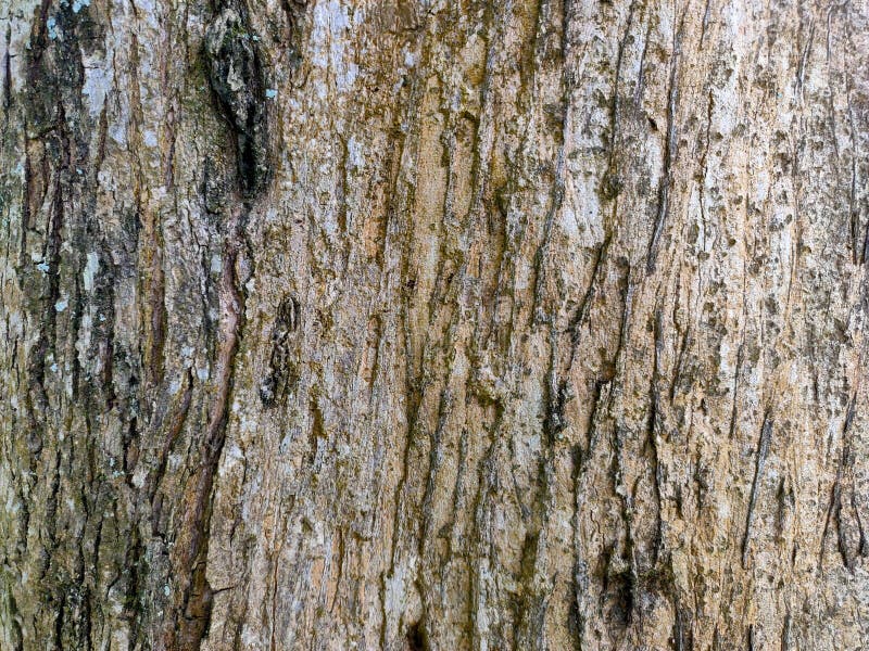 Banyan tree texture stock photo. Image of forest, grey - 250057356