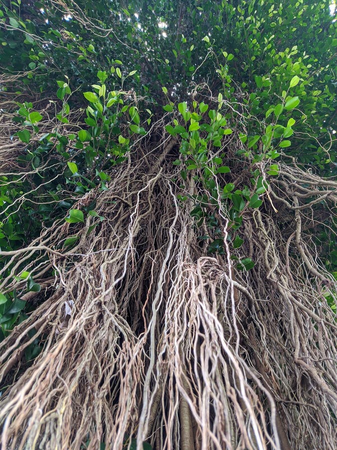 Banyan Tree with Thick Roots. Bottom View Stock Photo - Image of ...