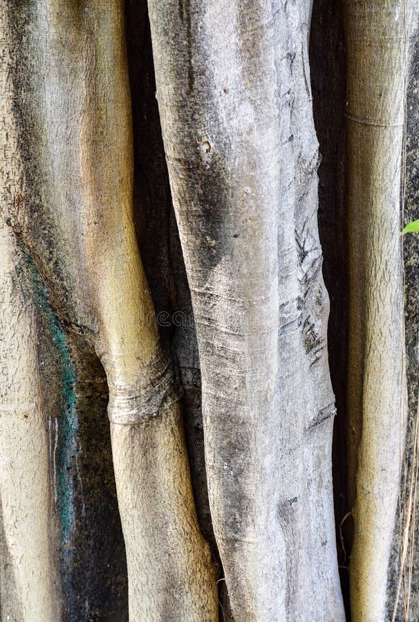 Banyan tree trunk stock image. Image of leaf, banyan - 140680179