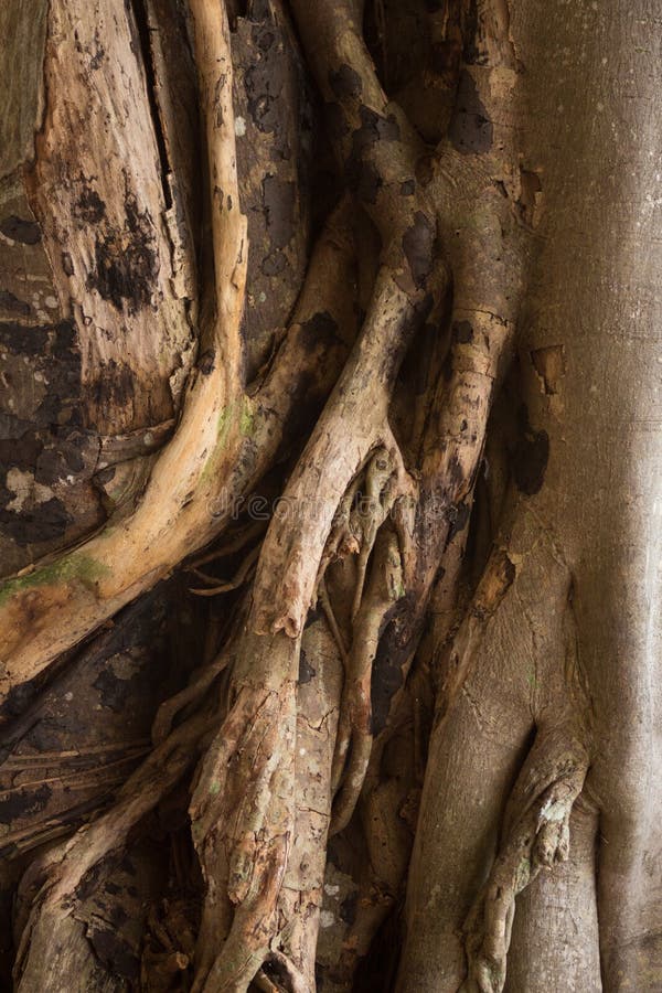 Banyan Tree Trunk Detail stock image. Image of moss, huge - 39043657