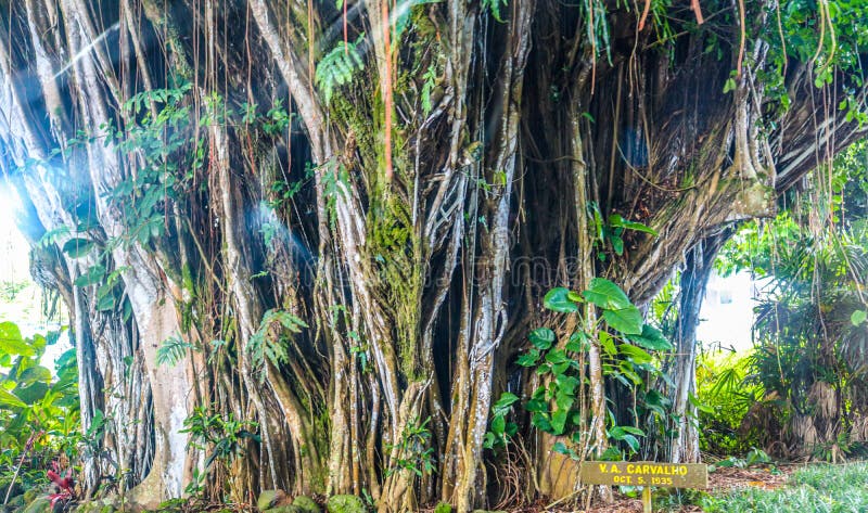 Banyan Tree Trunk in Hilo Hawaii Stock Photo - Image of jungle ...