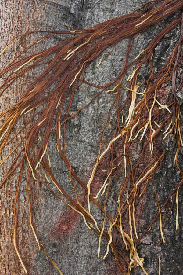 The Trunk and Roots of the Tree Spread Around the Red Iron Pillar Stock ...