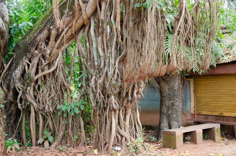 Banyan Tree Trunk and Roots Stock Photo - Image of tree, green: 329825888