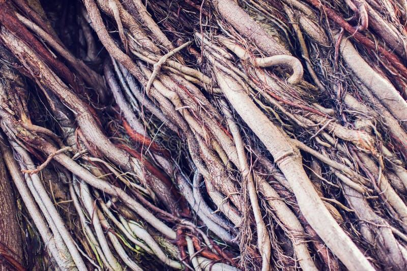 Texture of Root Oak, Wood Texture Stock Photo - Image of detail, design ...