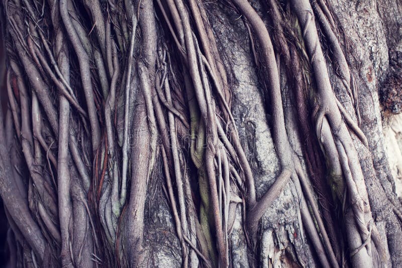 Texture of the Root Form Old Giant Tree Stock Image - Image of nature ...