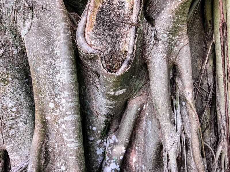 Banyan tree trunks stock photo. Image of garden, branch - 109168230