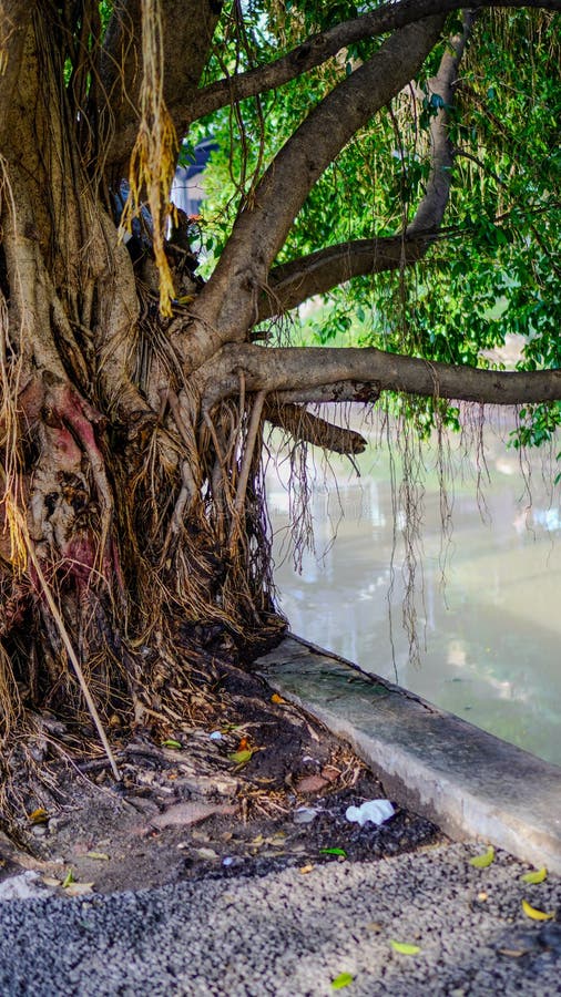 Banyan Tree beside the Urban River. Stock Photo - Image of jungle, leaf ...