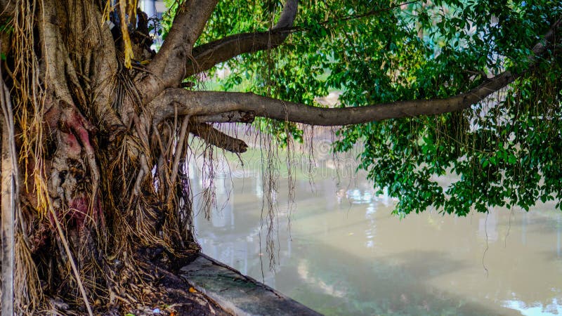 Banyan Tree beside the Urban River. Stock Image - Image of pond, long ...