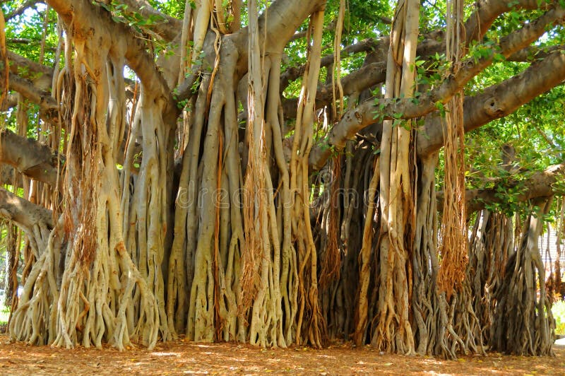 Banyan Tree stock image. Image of wood, summer, path - 312074489