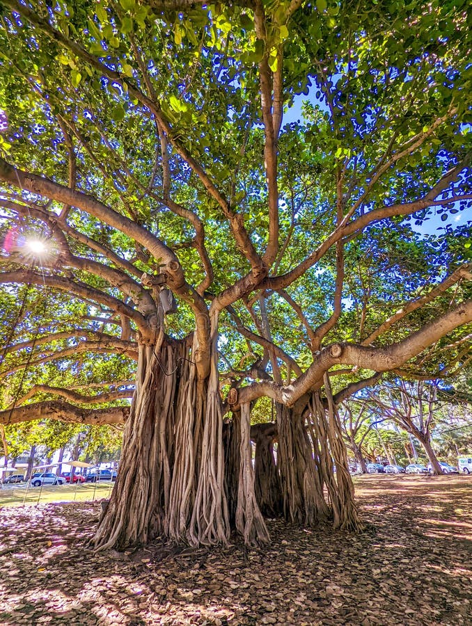 Banyan Tree in Waikiki Beach Oahu Hawaii Stock Photo - Image of sand ...