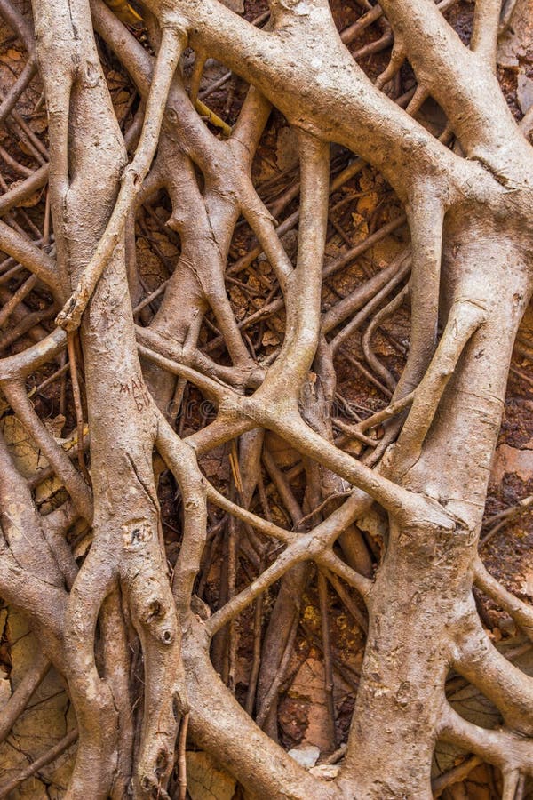 Banyan Tree on the Wall at Redi Fort, Maharashtra, India. Stock Image ...