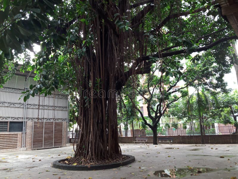 Banyan trees stock image. Image of jungle, adventitious - 286219327