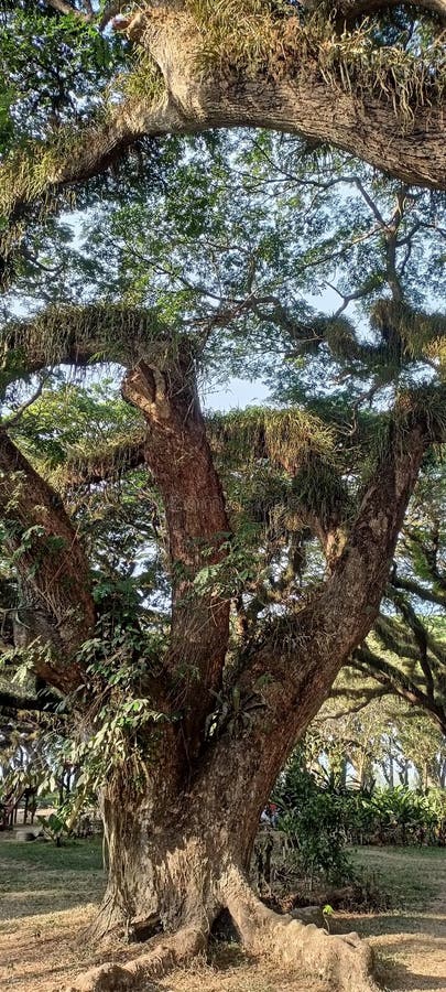 Banyan Trees Can Make the Surrounding Environment Tend To Be Damp Stock ...