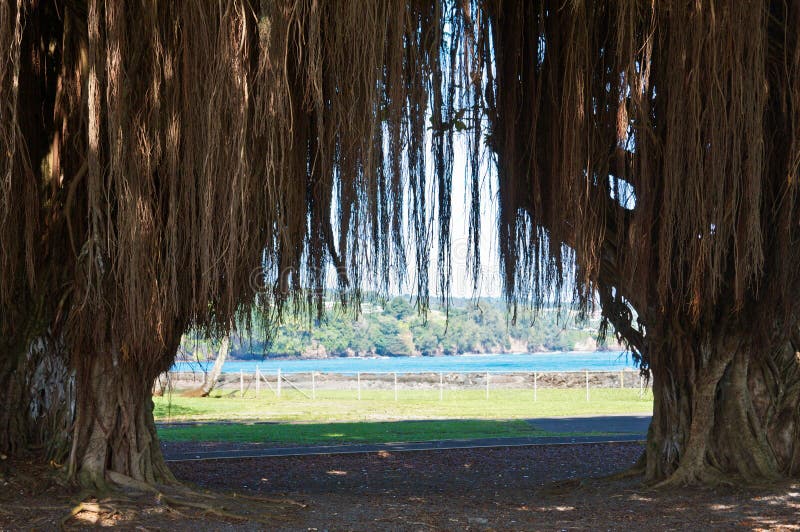 Banyan Trees of Hilo stock image. Image of city, town - 18648599