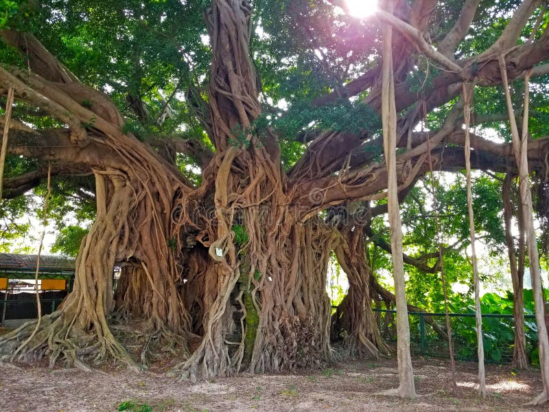 Banyan Trees of Hong Kong -06 Stock Image - Image of wood, blue: 302376889