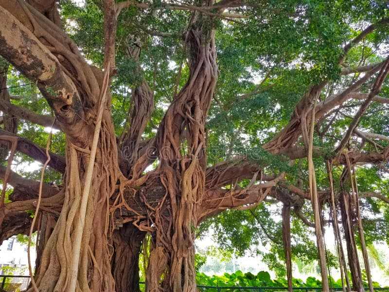 Banyan Trees of Hong Kong -07 Stock Image - Image of outdoor, season ...