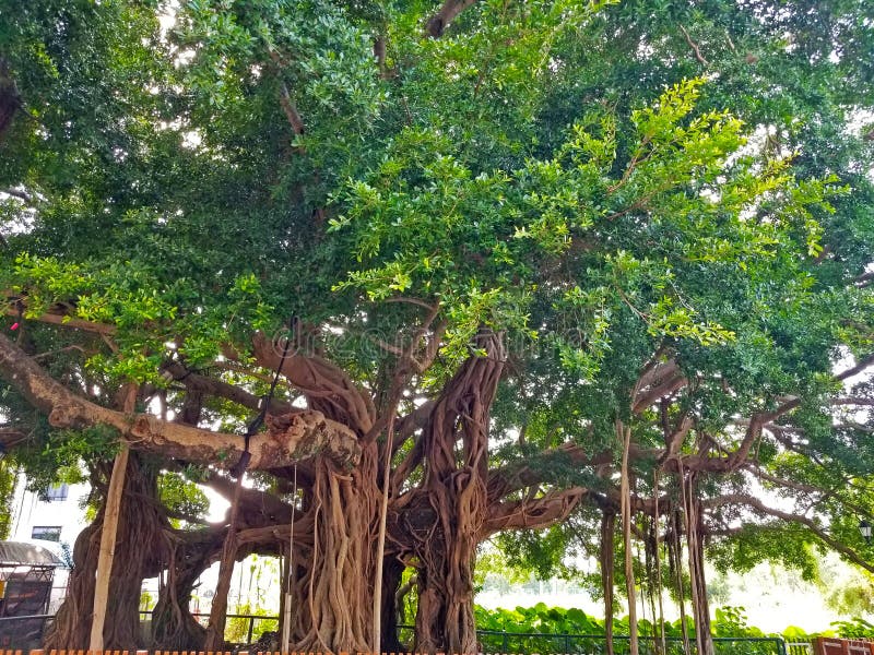 Banyan Trees of Hong Kong -08 Stock Image - Image of shade, stolon ...