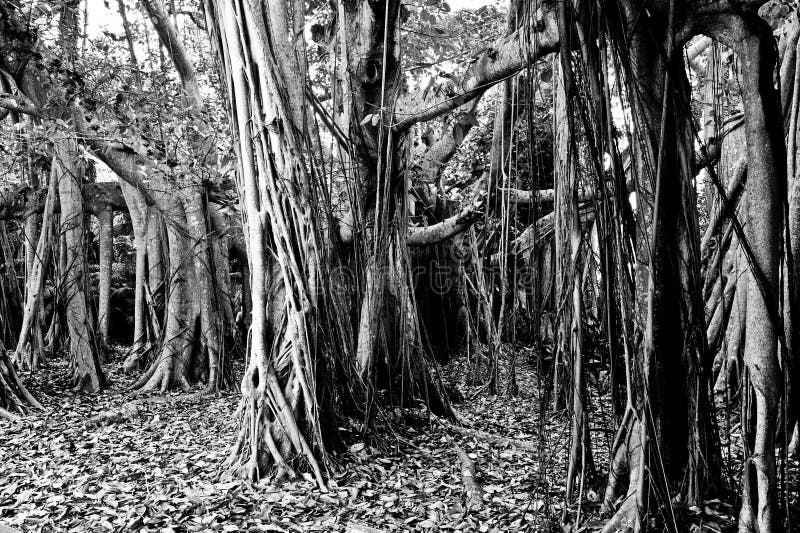 Banyan Trees stock image. Image of aurea, banias, botanical - 41815967