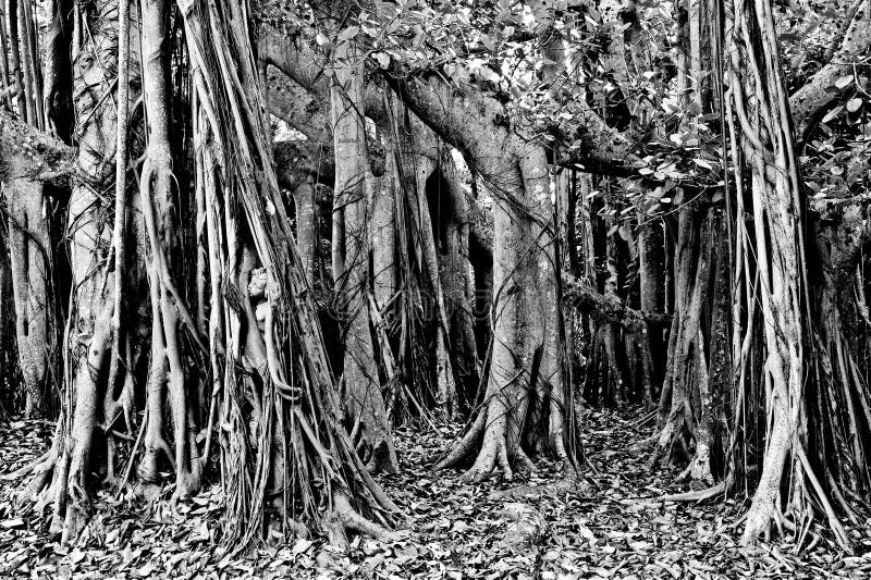 Banyan Trees stock image. Image of benghalensis, garden - 41815979