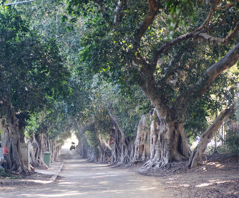 Banyan trees stock image. Image of asia, high, road, green - 62506717