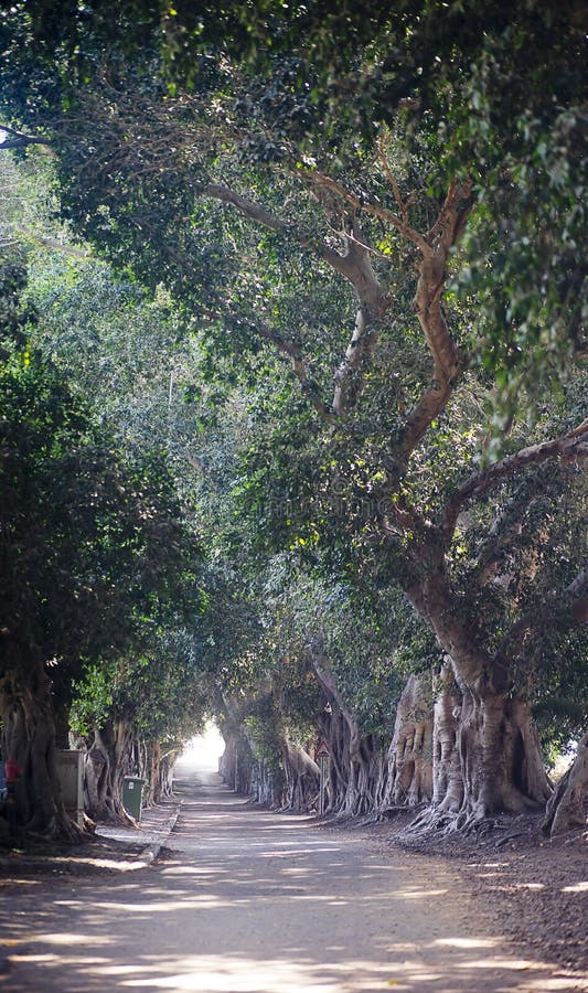 Banyan trees stock image. Image of roots, israel, high - 63586771