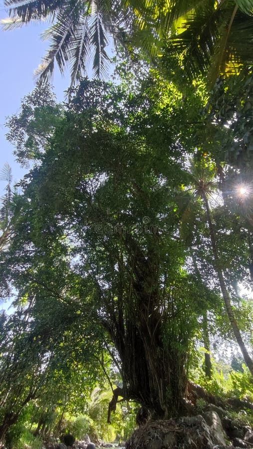 Banyan Trees Over a Natural River Stock Photo - Image of shrub, leaf ...