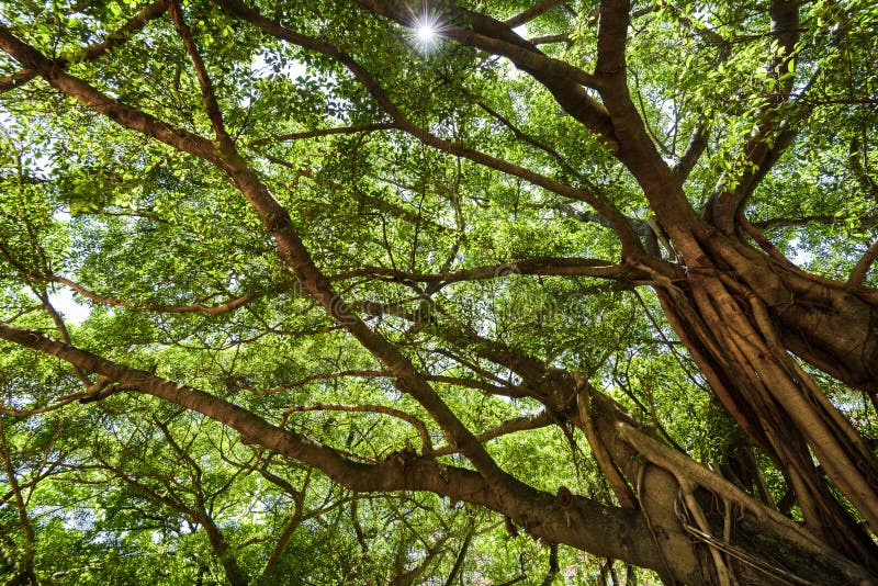 Banyan trees in the park stock photo. Image of lawn - 208319400