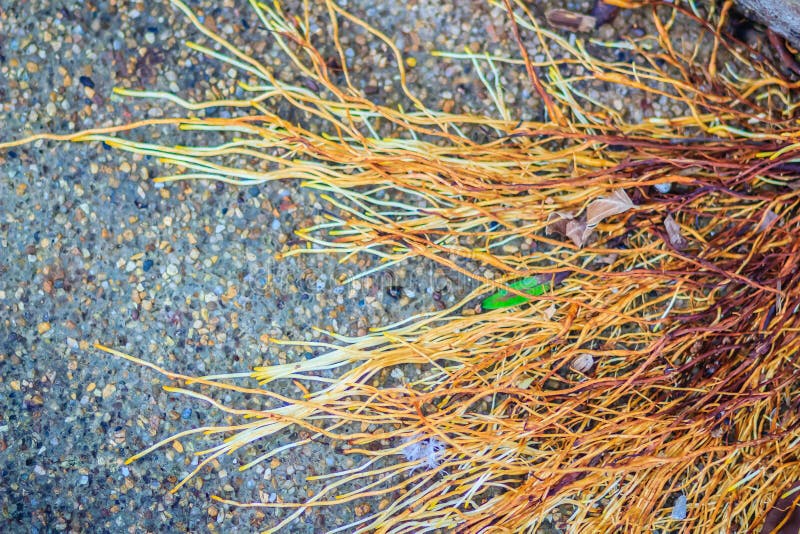 Banyan Trees Send Roots Down from Their Branches into the Ground. As it ...