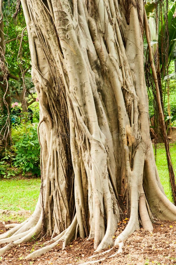 Banyanbaum stockfoto. Bild von draussen, aufrecht, tropisch - 31252952