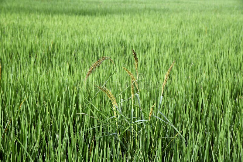 Banyard Grass, a Key Weed in Paddy Field Stock Image - Image of ...