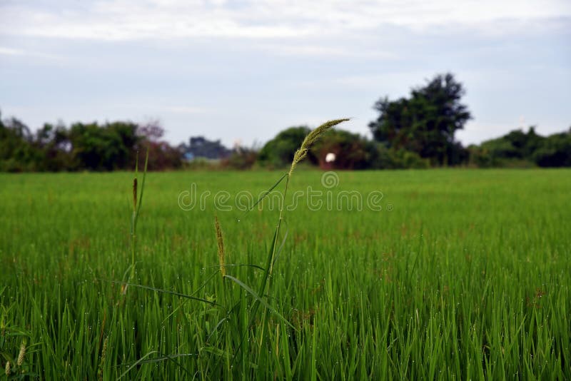 Banyard Grass, a Key Weed in Paddy Field Stock Image - Image of green ...