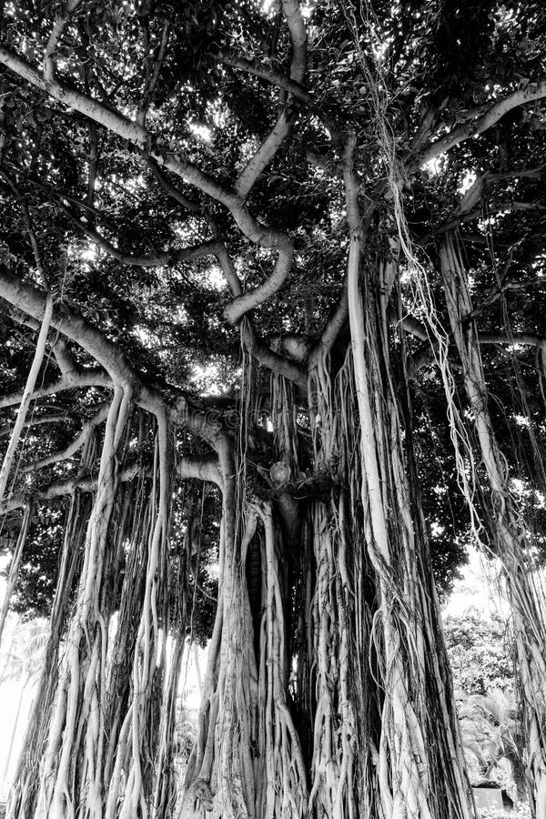Banyon stock image. Image of tree, monochrome, black - 47020287