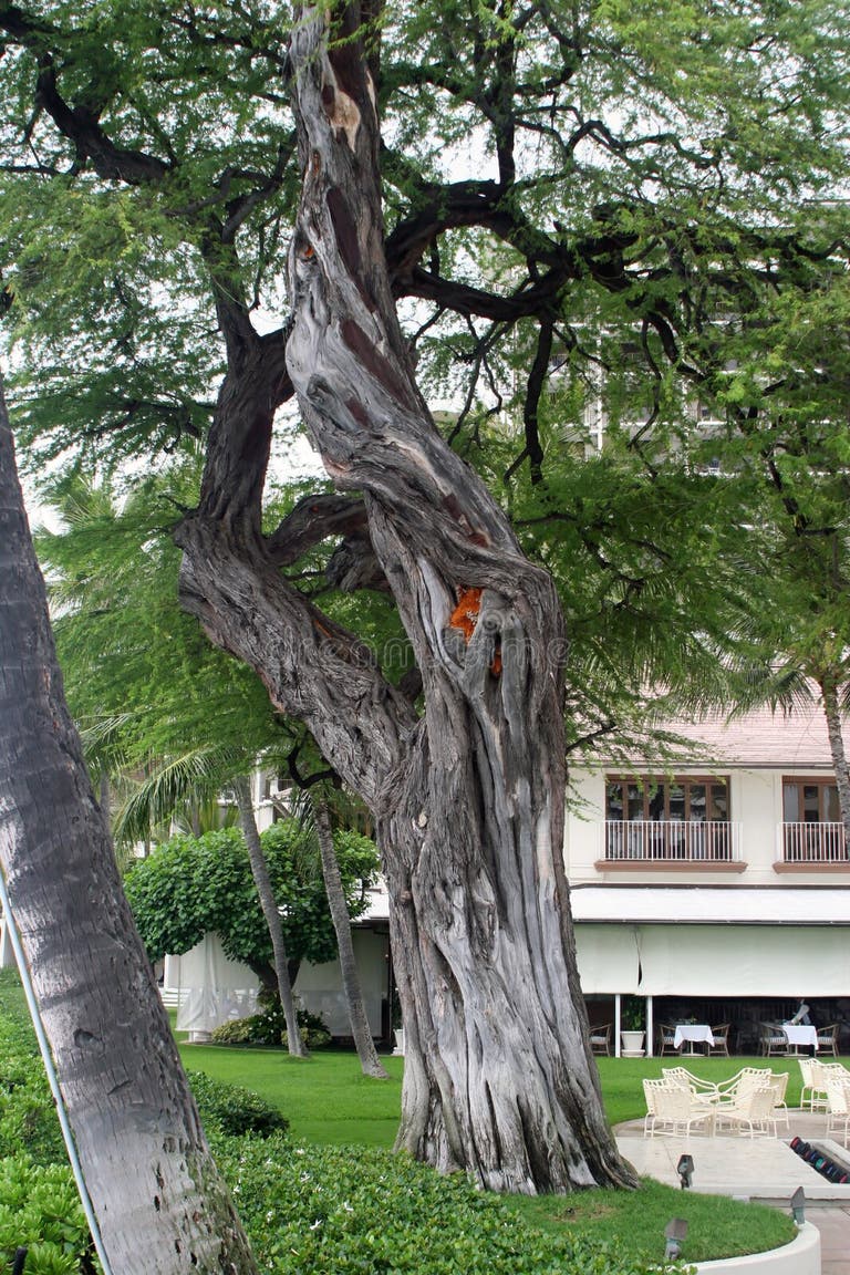 Banyon Tree Illustration Stock Photos - Free & Royalty-Free Stock ...