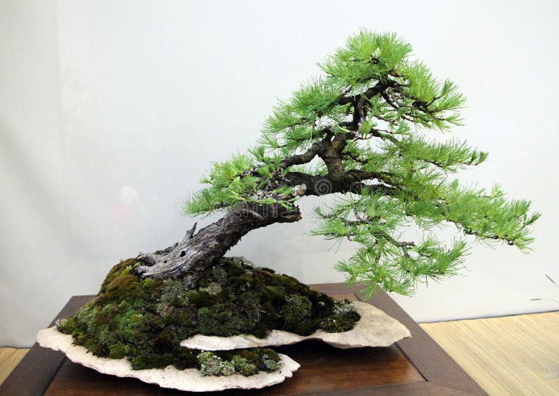 Banzai Tree stock photo. Image of banzai, leaves, tree - 248722874