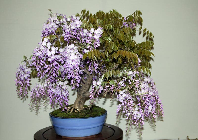 Banzai Tree stock image. Image of blossom, bloom, flower - 248715367