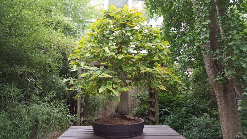 Banzai tree editorial stock photo. Image of evergreen - 78576823