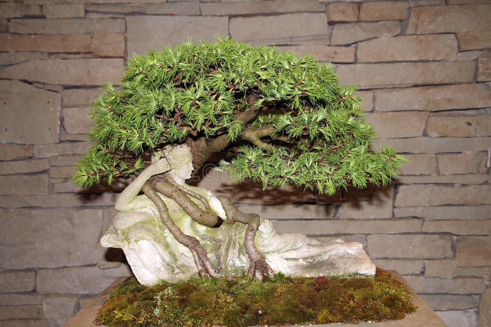 Banzai Tree stock image. Image of wood, brick, wall - 248713675