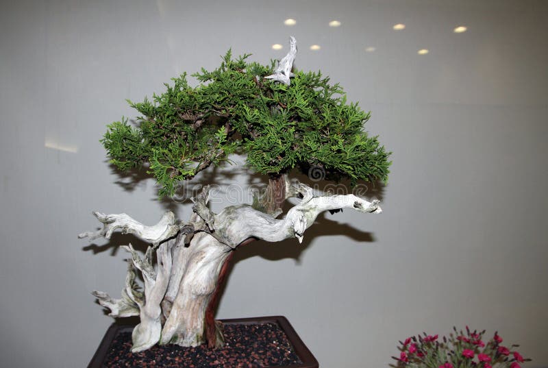 Banzai Tree stock image. Image of branch, table, background - 248716213