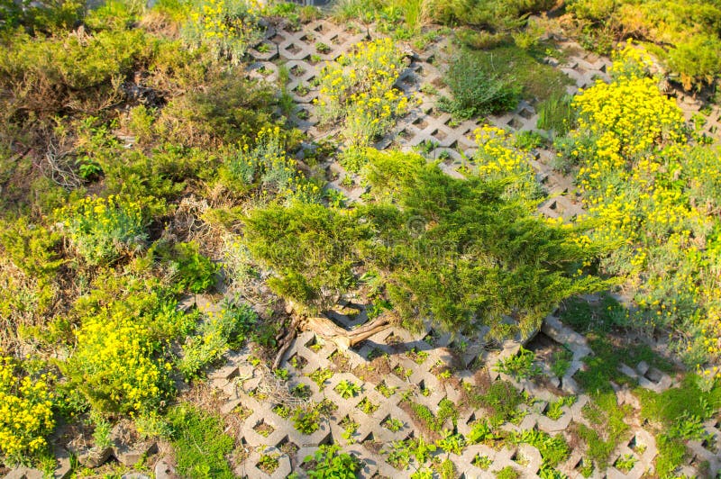 Banzai tree in Quebec stock photo. Image of green, leaf - 117027924