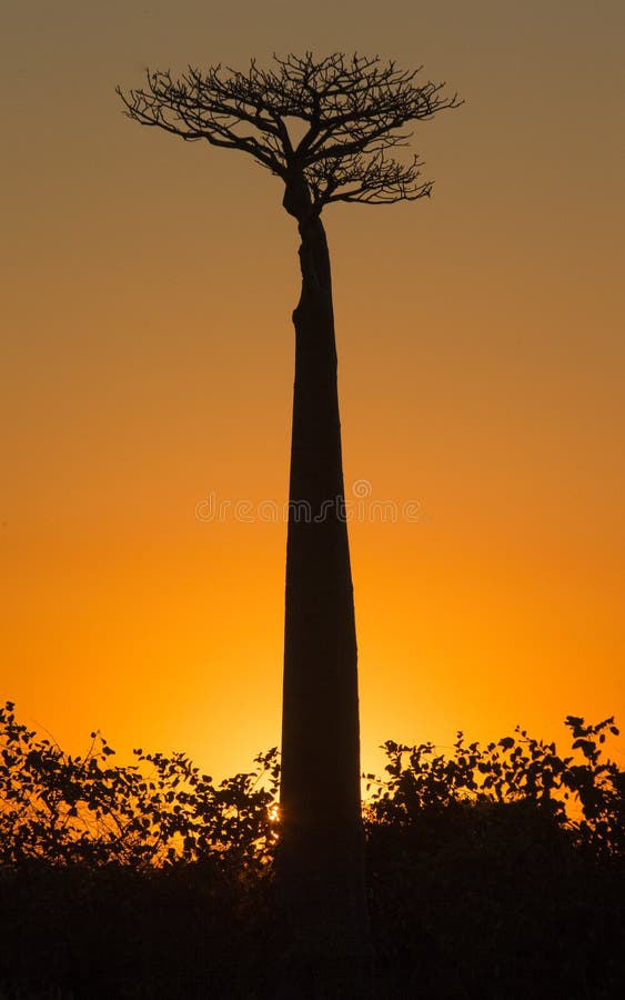 Fleur Du Baobab Plan Rapproché Madagascar Photo stock - Image du ...