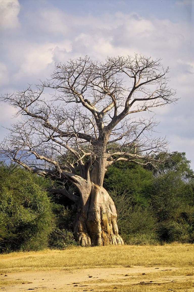 455 Baobab Tree Park Wood Stock Photos - Free & Royalty-Free Stock ...