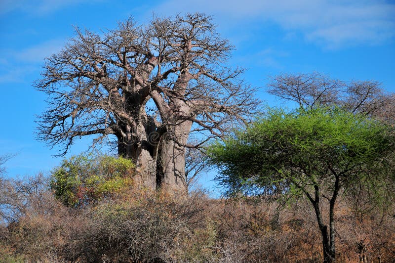 Baobab stock image. Image of africa, blue, animal, ecology - 26912897