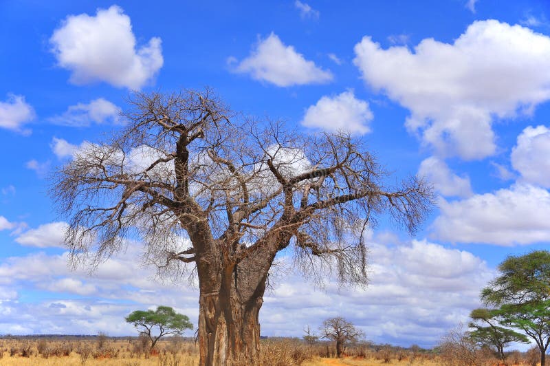 African Landscape with Empty Road and Trees in Zimbabwe Stock Image ...