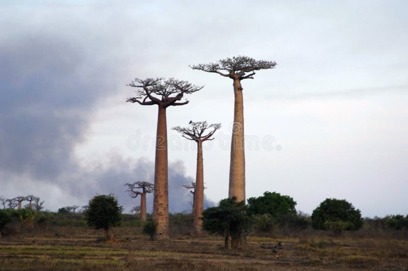 Baobab stock photo. Image of equator, tree, large, savannah - 4649196