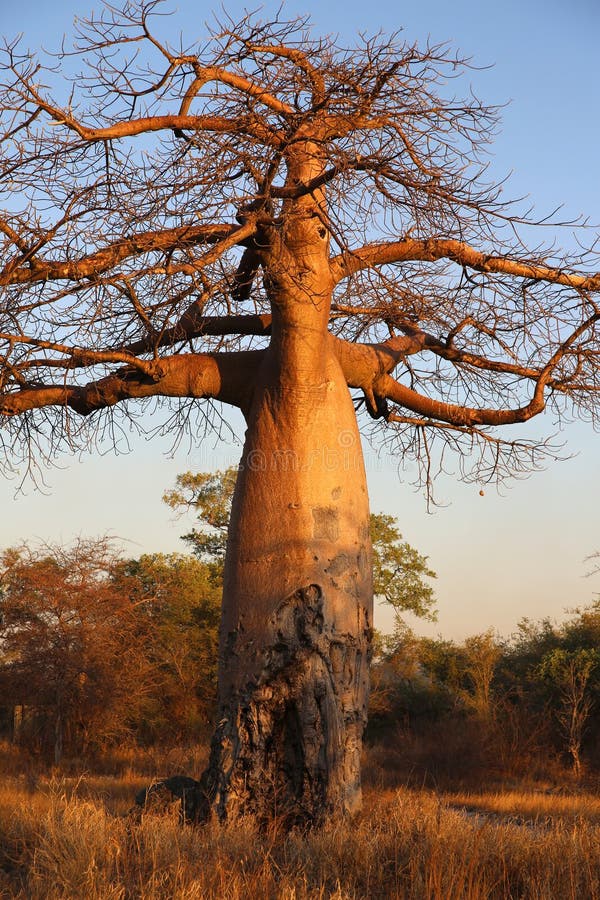 Baobab-Baum stockfoto. Bild von schönheit, grob, nave - 35872988