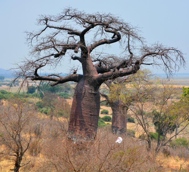 Baobab or Boab, Boaboa, Bottle Tree, Upside-down Tree Stock Image ...