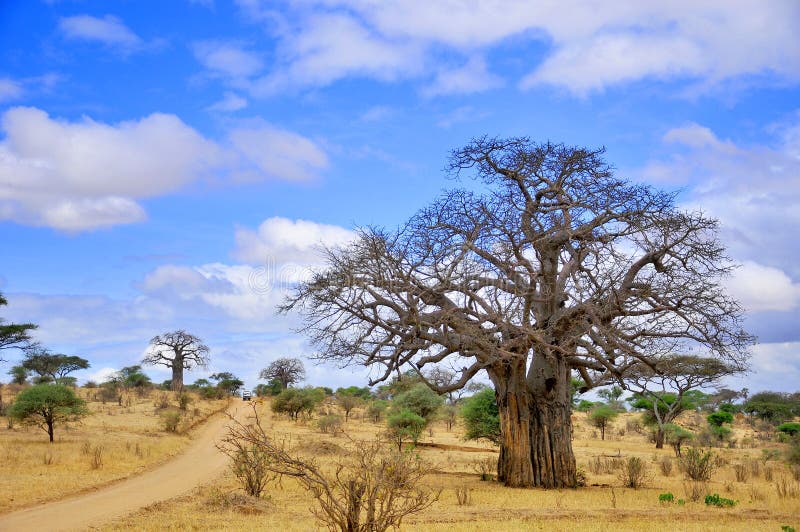 Baobab or Boab, Boaboa, Bottle Tree, Upside-down Tree, and Monkey Bread ...
