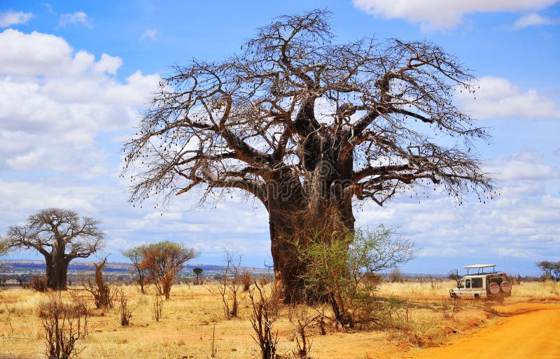 Thin Baobab Tree in African Savanna Stock Photo - Image of flora, field ...