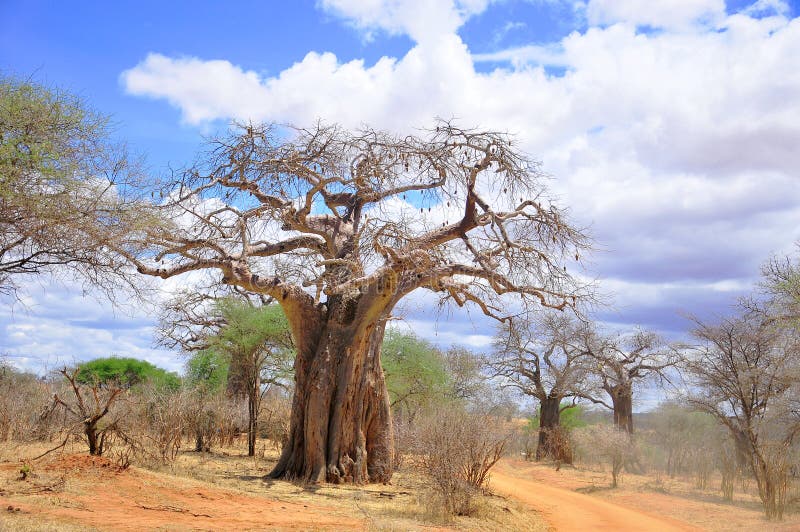 Baobab stock image. Image of branch, baobab, digitata - 49799163