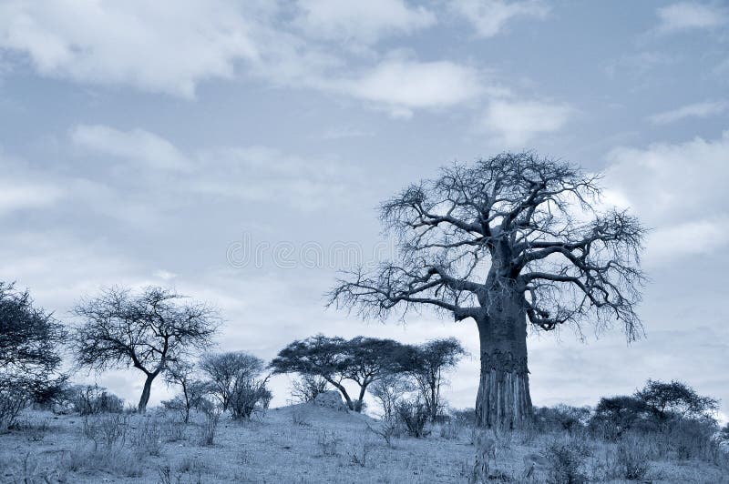 Baobab stock image. Image of boabob, adventure, largest - 50988575